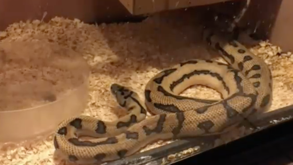 Bruce the snake | Runaway python back home after sneaky escapade - eNCA